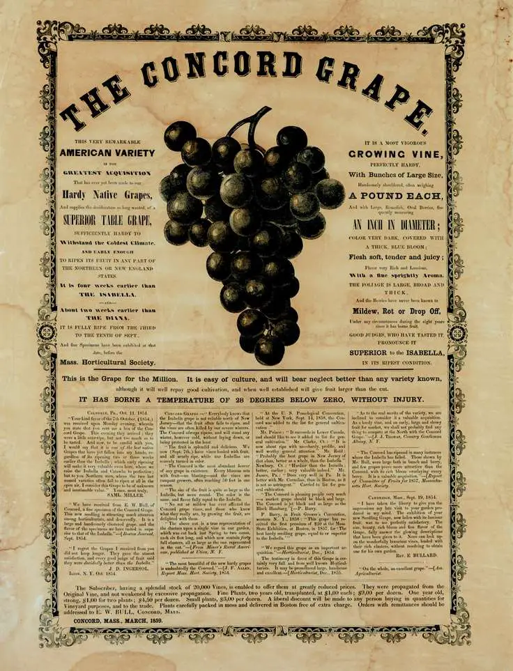 The Concord Grape - 'The Great Want of this Country...' - New England ...