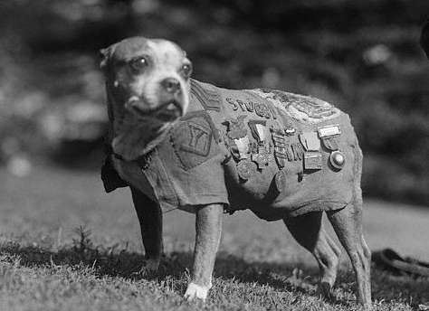 Sergeant Stubby – Connecticut’s Most Famous World War I Hero - New ...