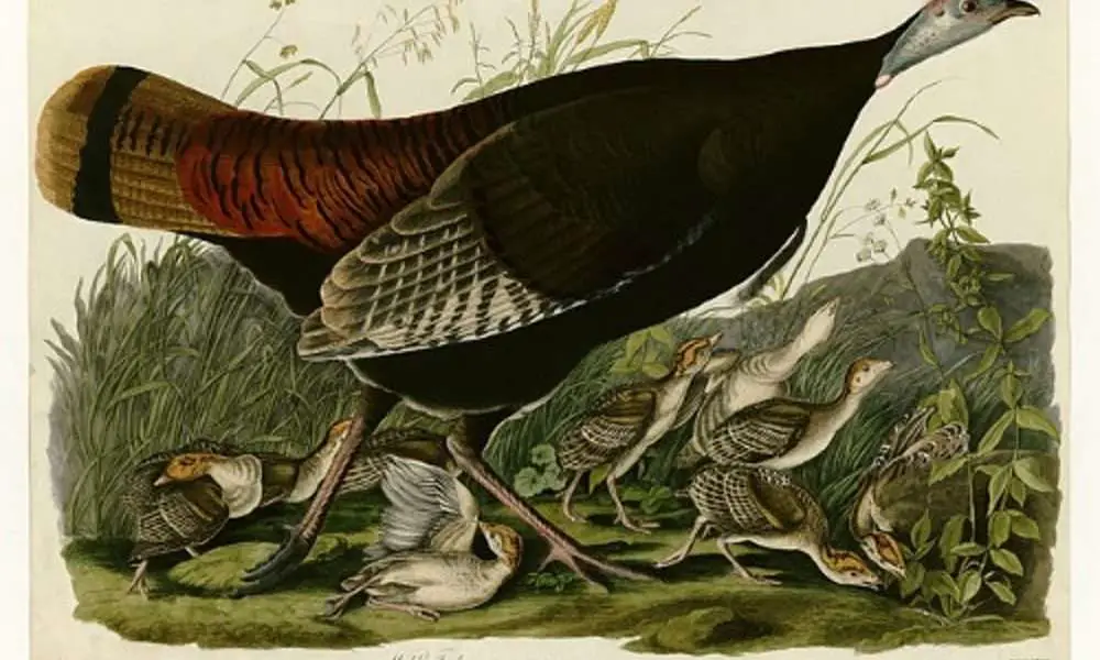 How the Wild Turkey Vanished, Then Returned, to New England - New ...